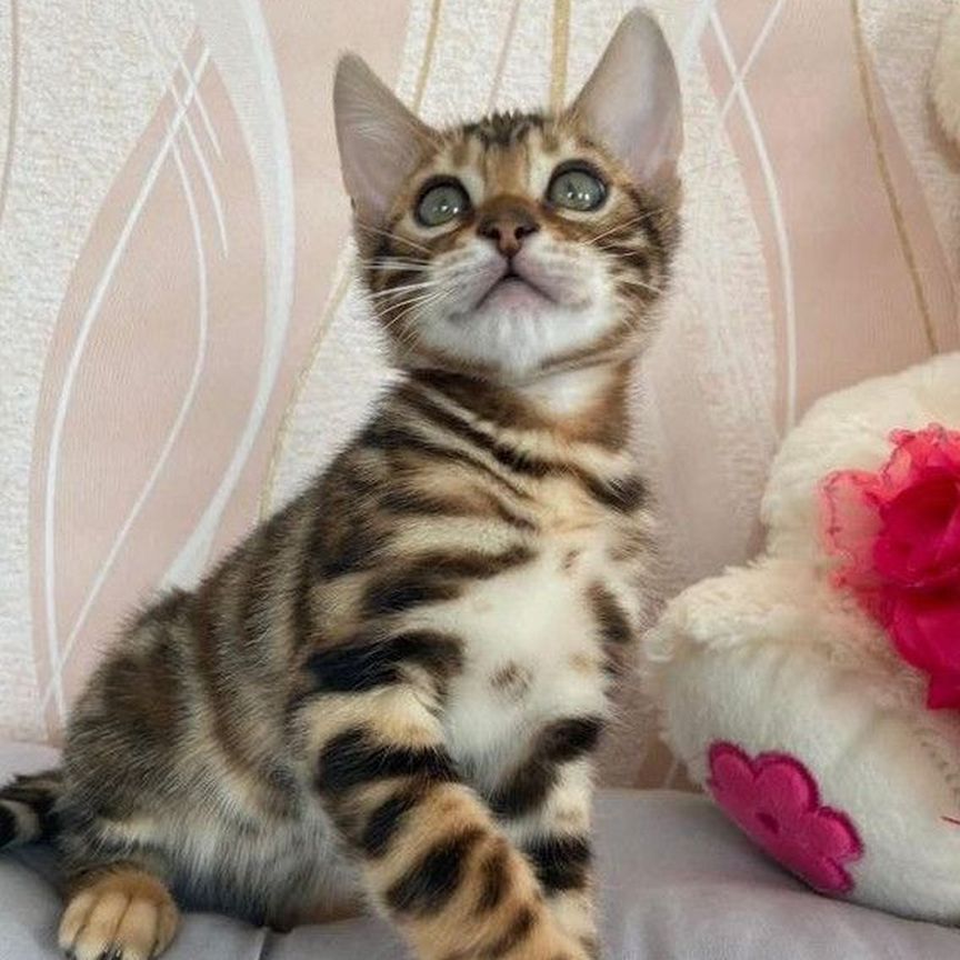 Бенгальская девочка