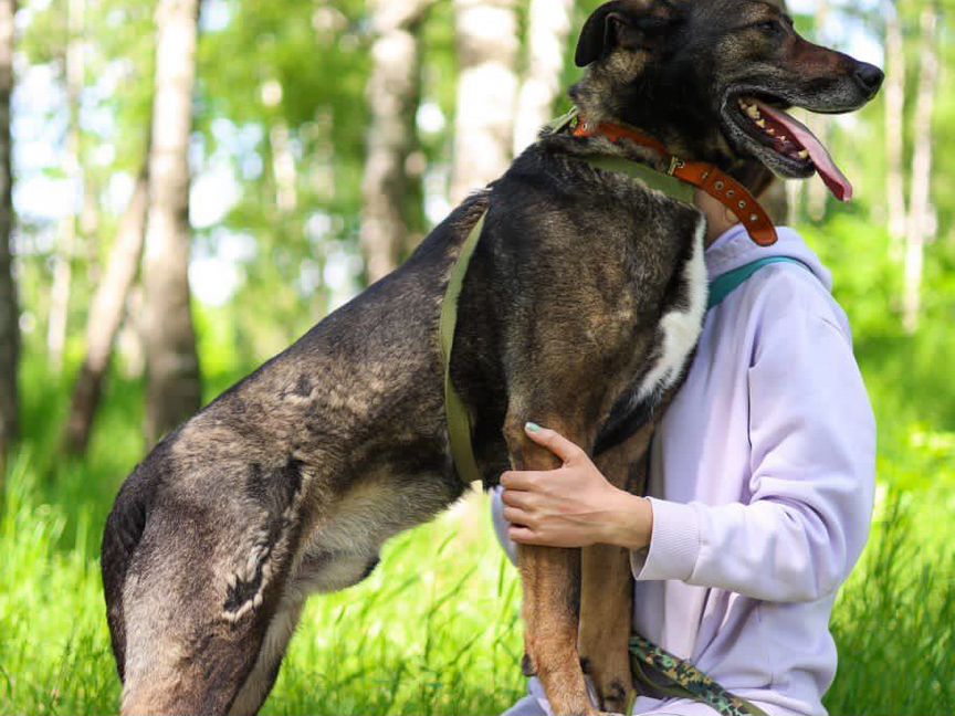 Однажды, ты будешь домашним