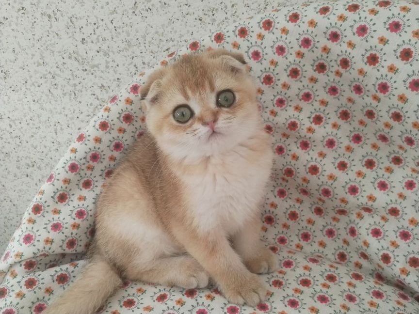 Кошечка фолд золотая шиншилла. Доставка