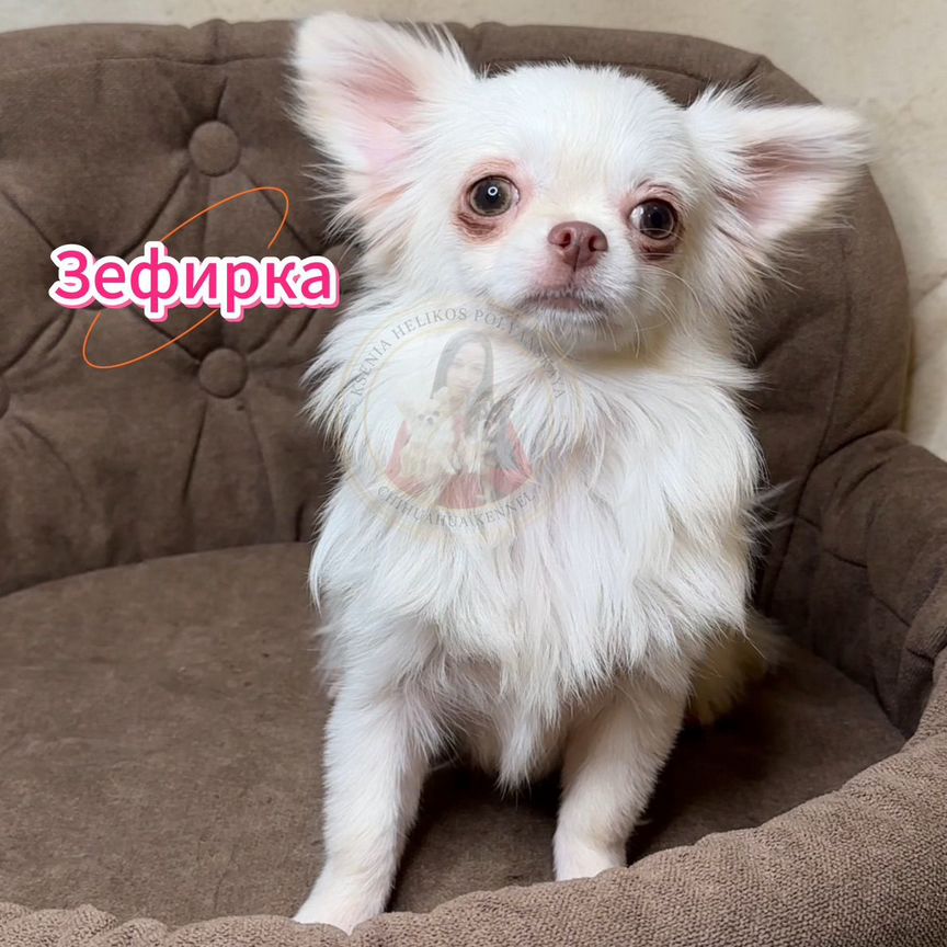 Чихуахуа, щенок