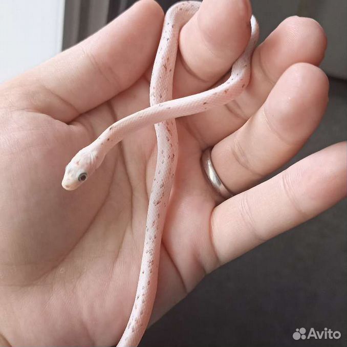 Маисовый полоз Palmetto (самцы)