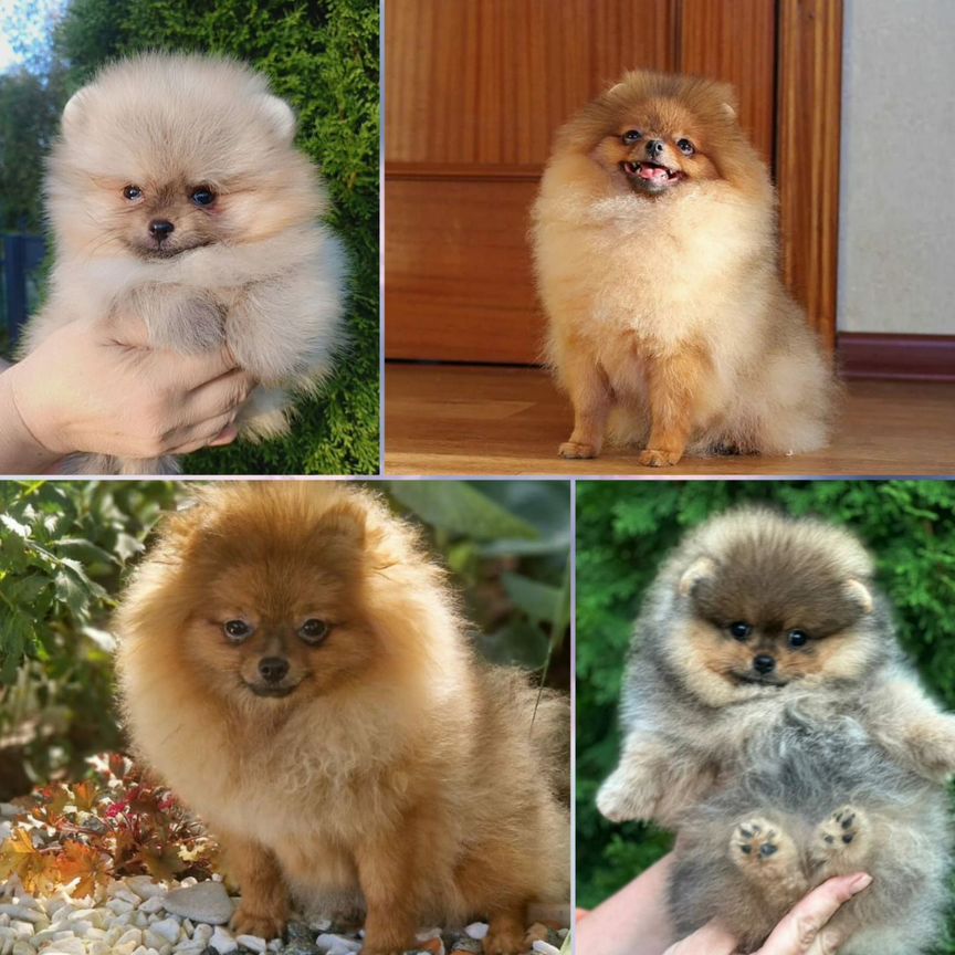 Щеночки шпица