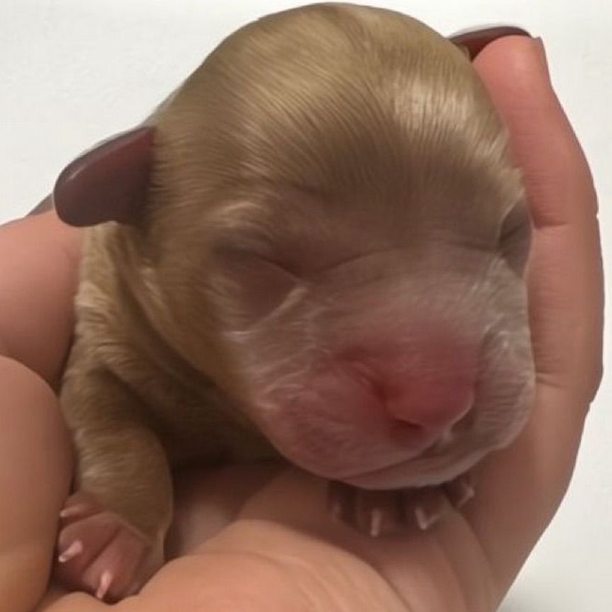 Мальтипу, щенок