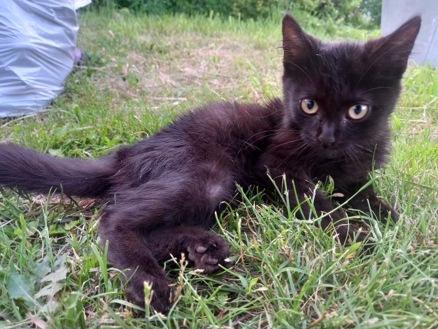 Отдам чудесного котенка-мальчика в добрые руки