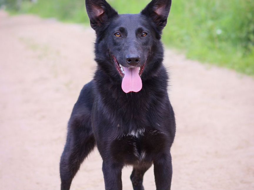 Собака 1,5 года Шелли в добрые руки