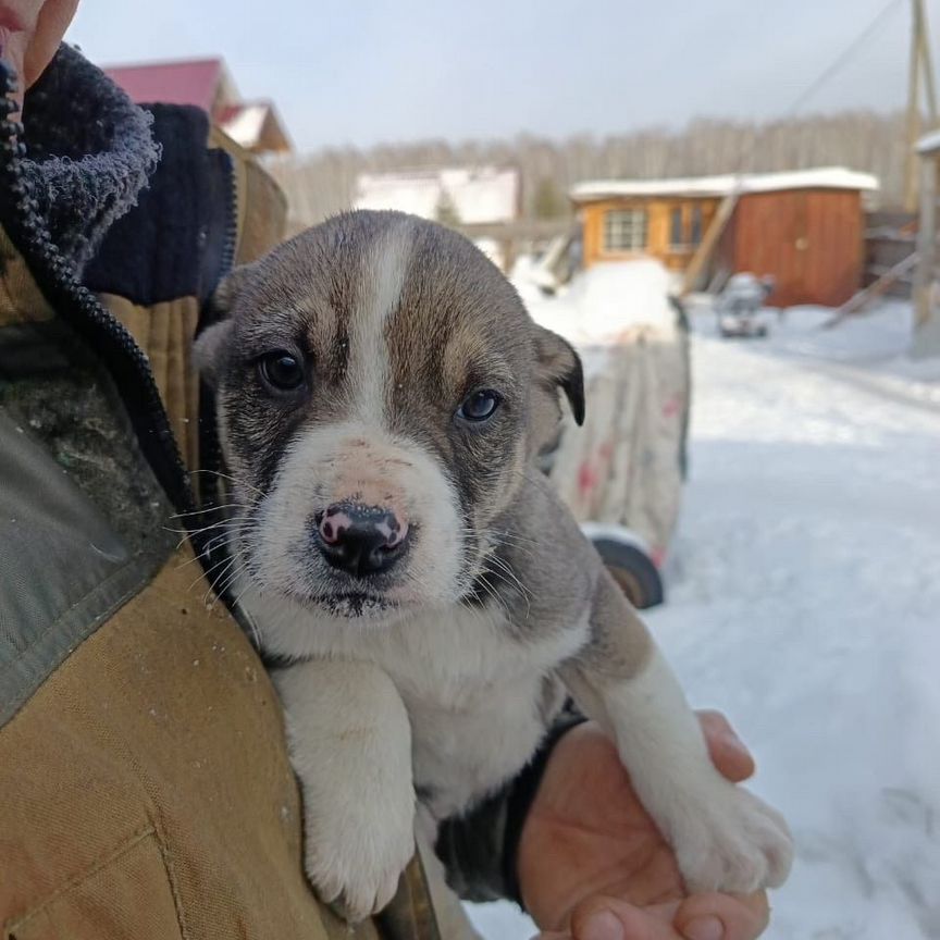 Щенки