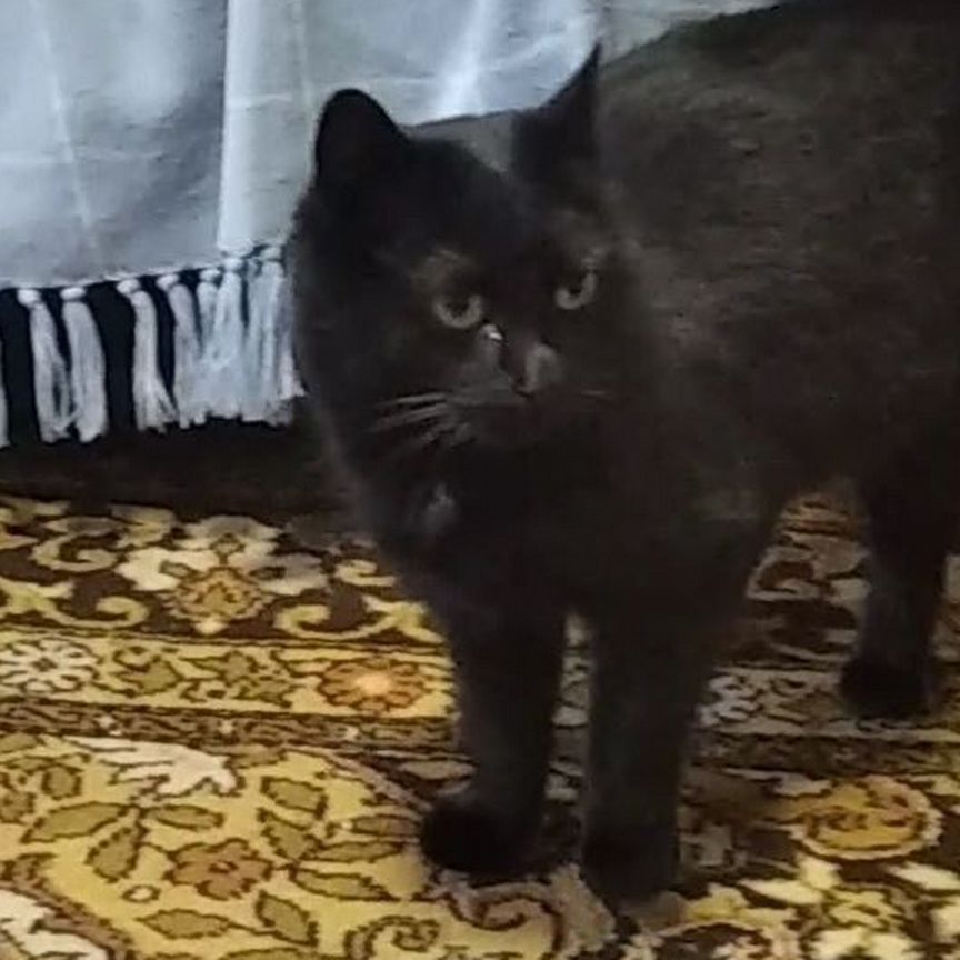 Взрослая кошка в добрые руки