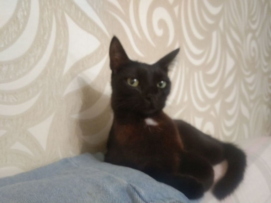 Кошка в добрые руки (бесплатно)