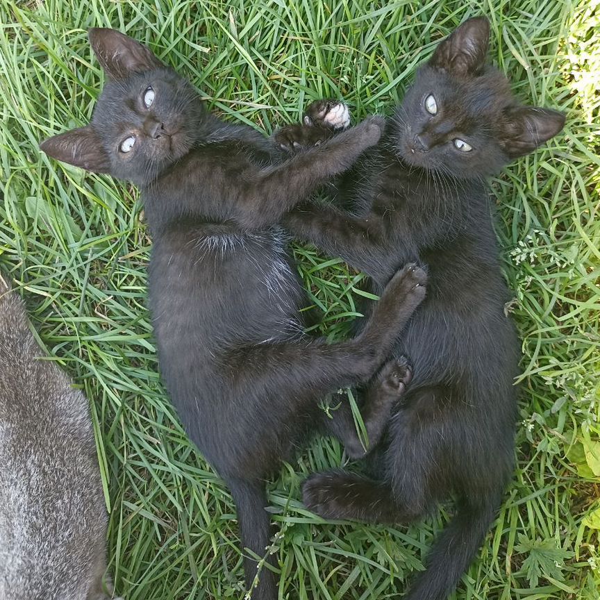 Котята в добрые руки мальчики