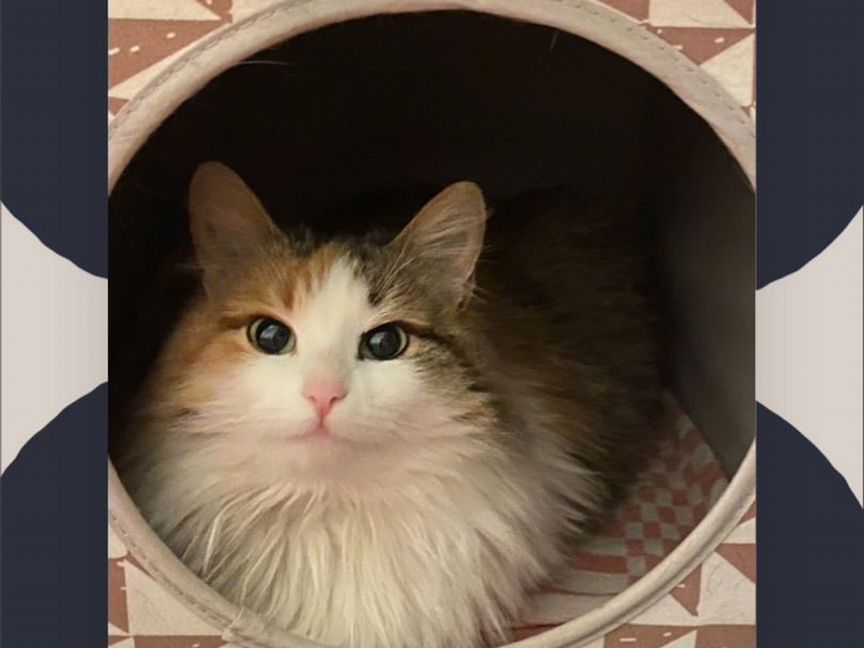 Кошка