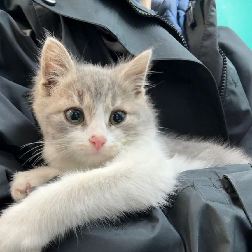 Котёнок в добрые руки