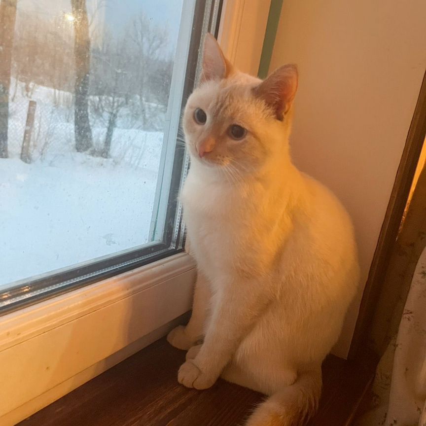Тайский кот