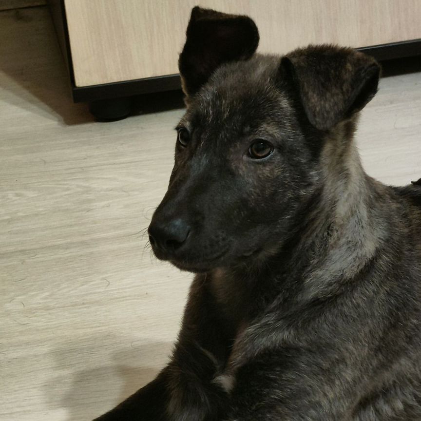 Классный щенок