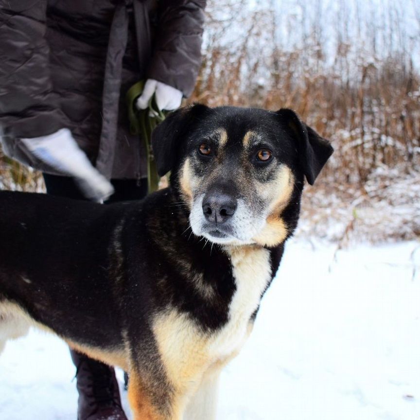 Собака в добрые руки