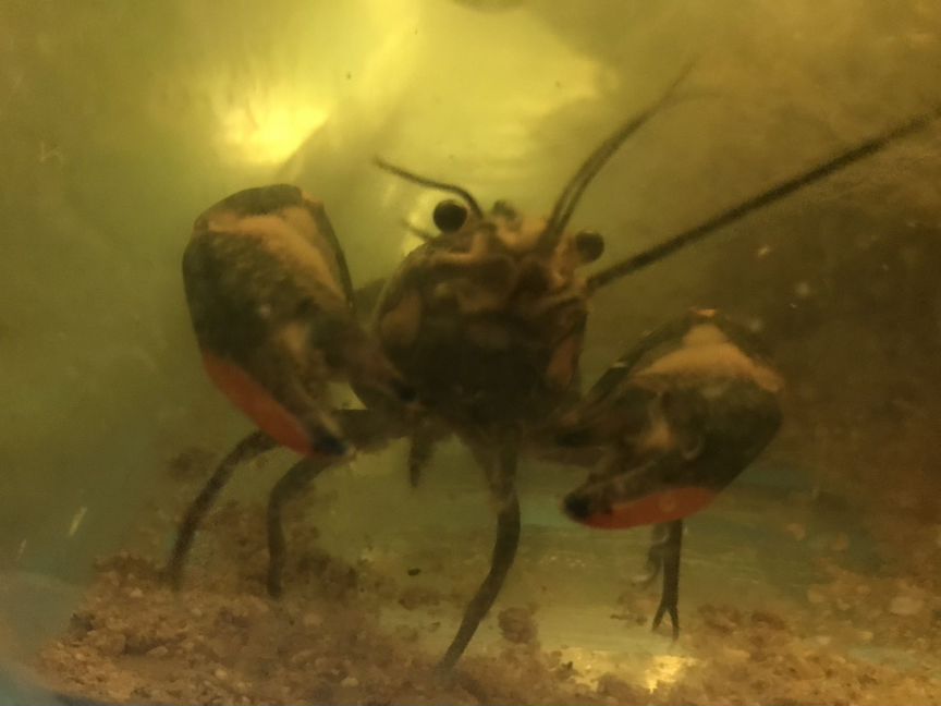 Австралийские раки, мини акваферма