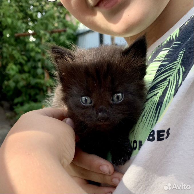Котенок 1 мес мальчик черного цвета