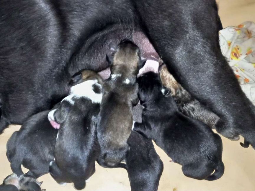 Американский стаффордширский терьер помесь