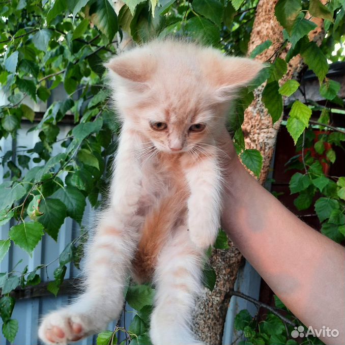 Две славных кошечки в дар