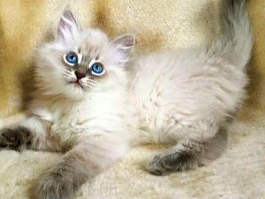 Невский котик