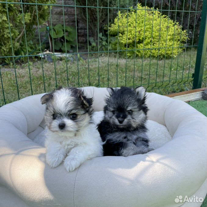 Мальтипу Шпипу супер мини