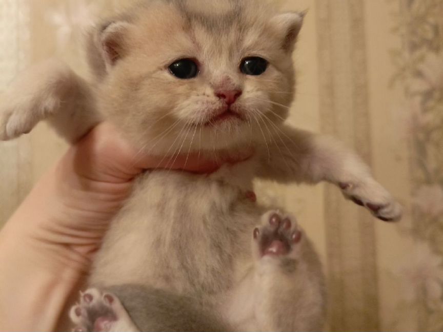 Шотландские золотые пупсы беби-фейс