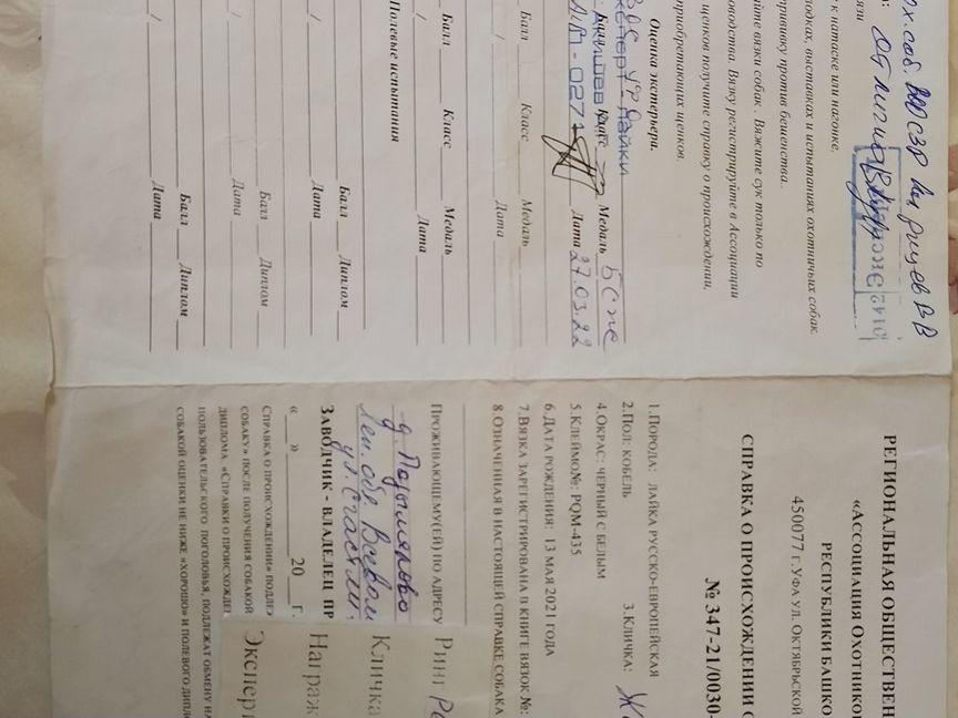 Русско европейская лайка