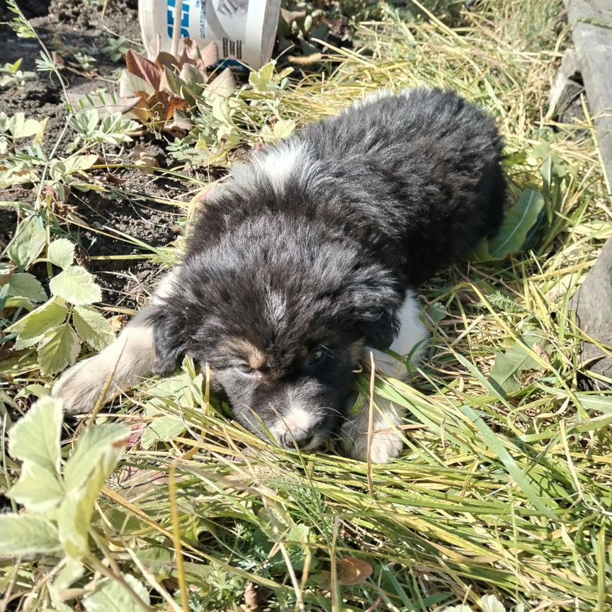 Дворники охранники