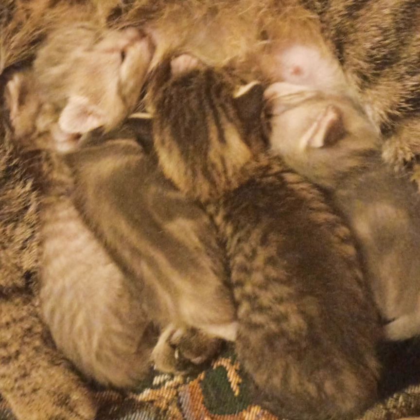 Котята в добрые руки, за 1руб