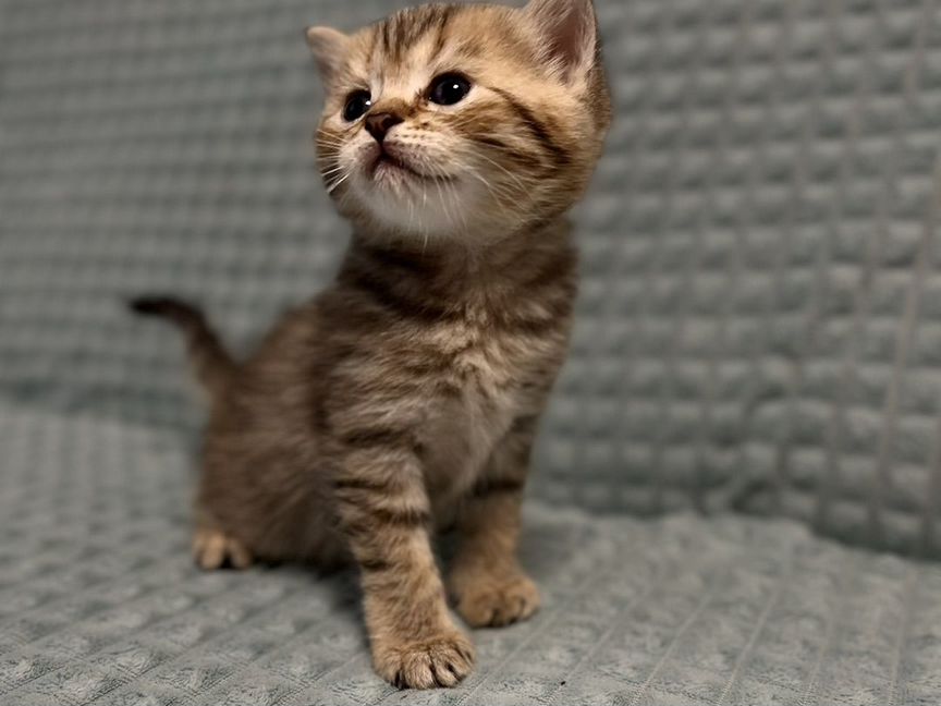 Шотландские котята