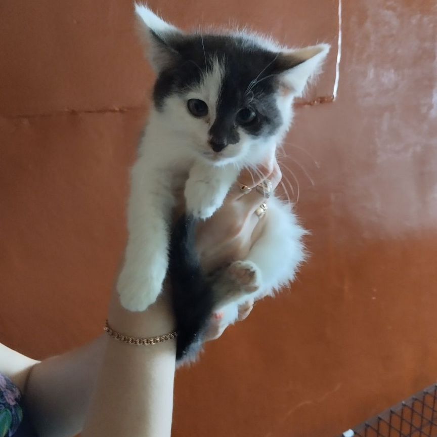 Котейки ищутдом