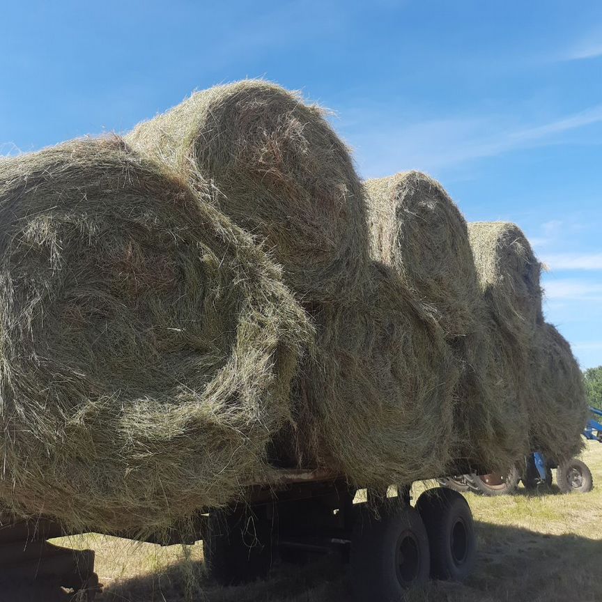 Продам сено в рулонах