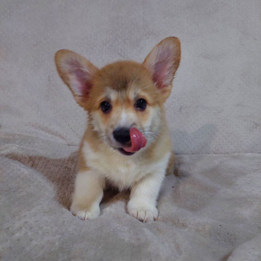 Вельш-корги пемброк