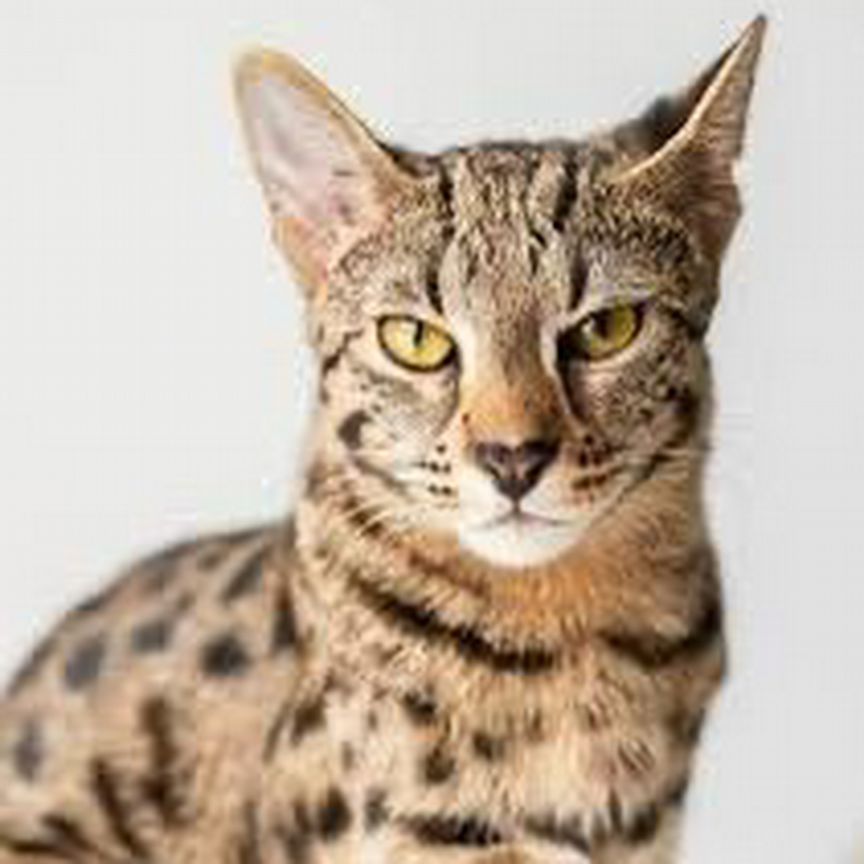 Бенгальская