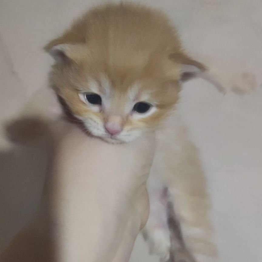 Продам котят