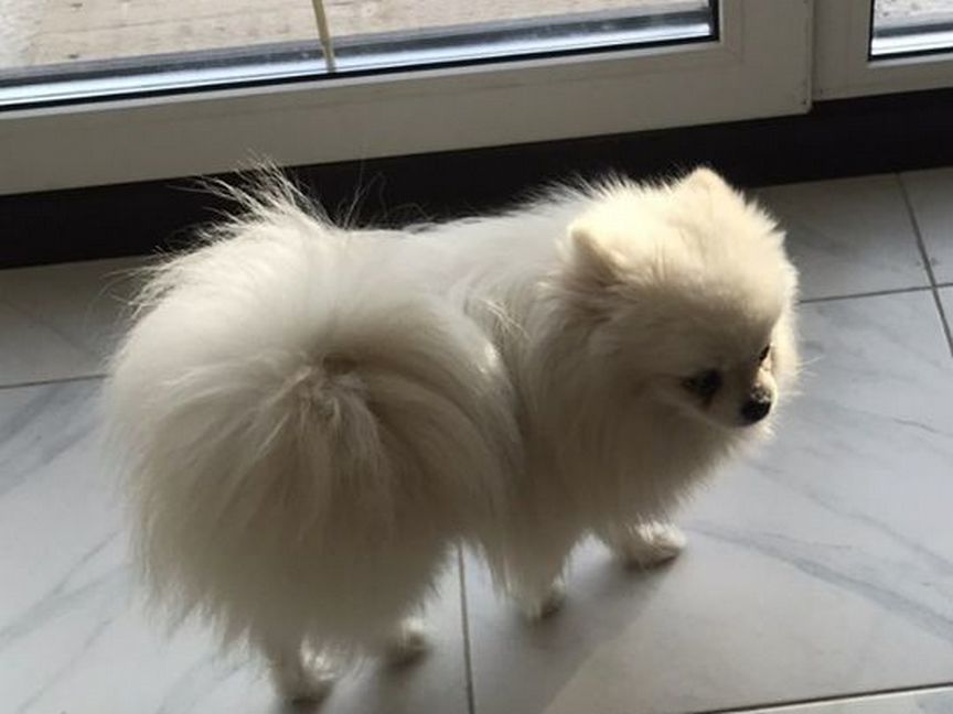 Померанский шпиц вязка кобель