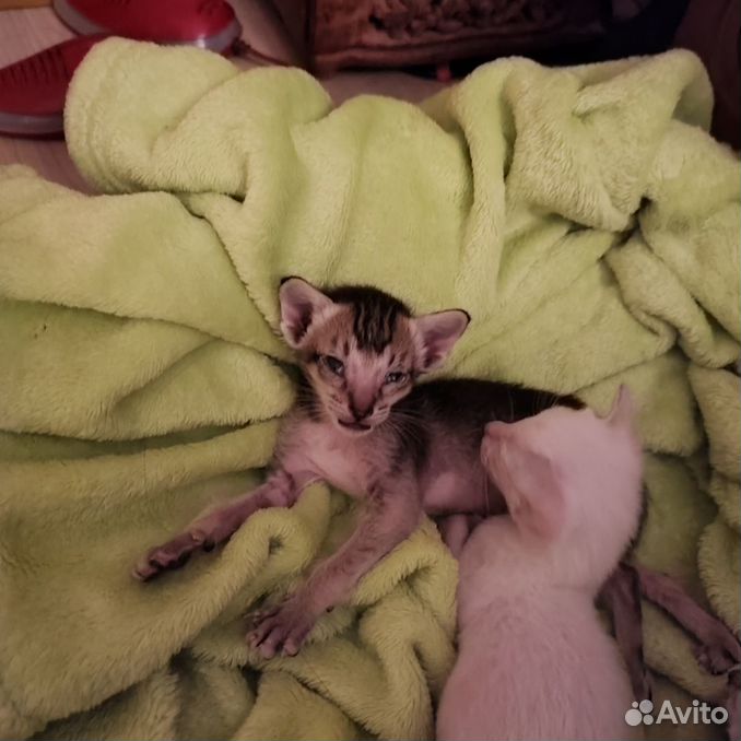 Ориентальчики