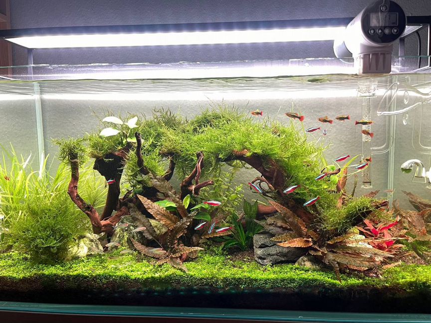 Пецилия гавайская