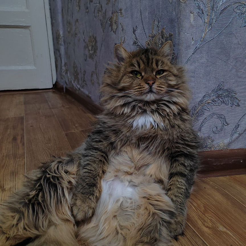 Кошка-картошка