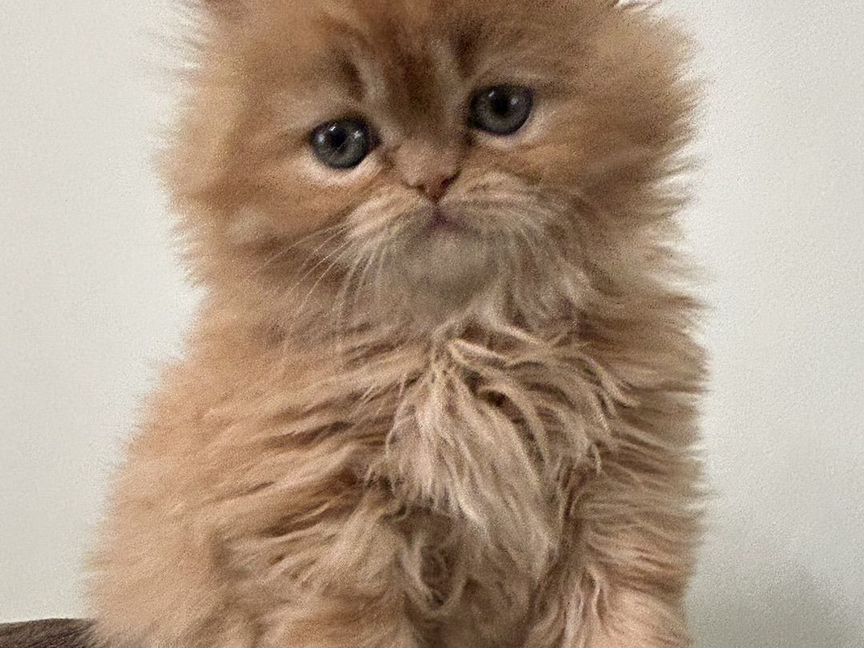 Персидские котята