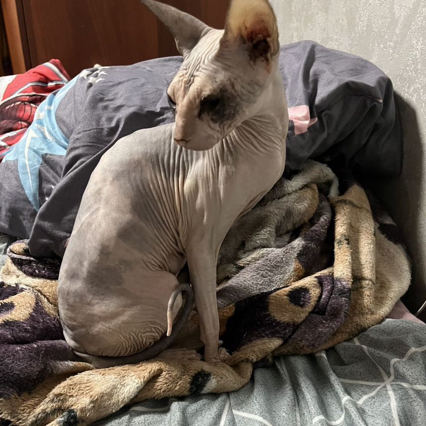 Донской сфинкс котёнок