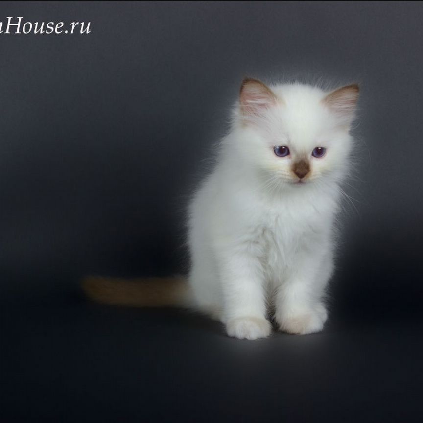 Котята Священной Бирмы