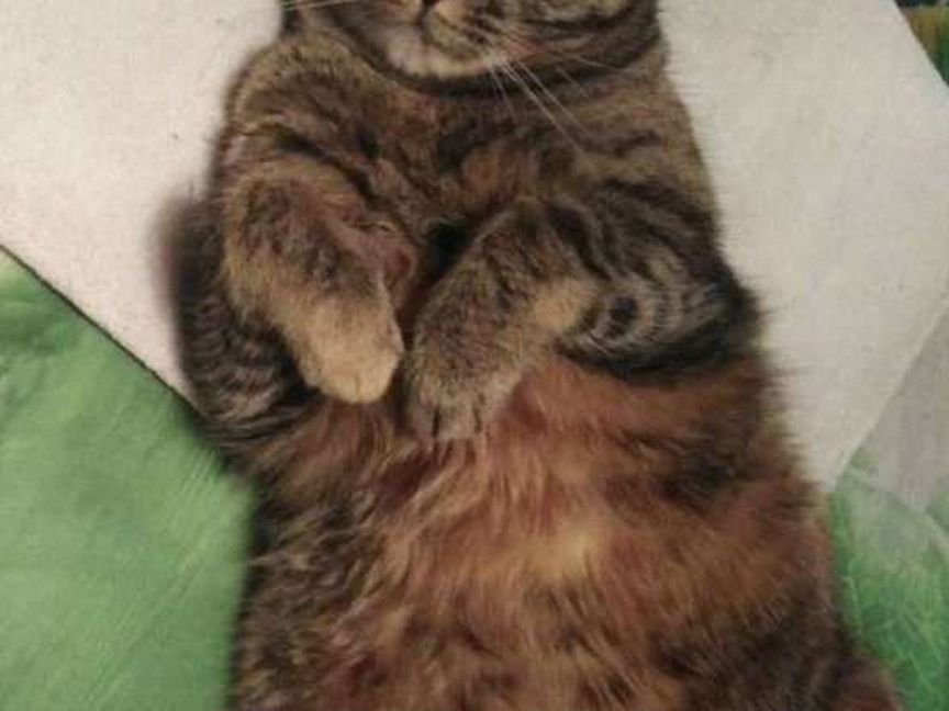 Кошка Алиса в добрые руки