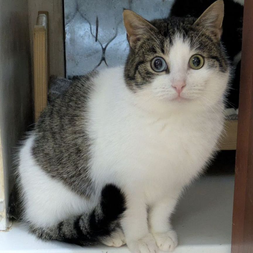 Взрослый кот в добрые руки