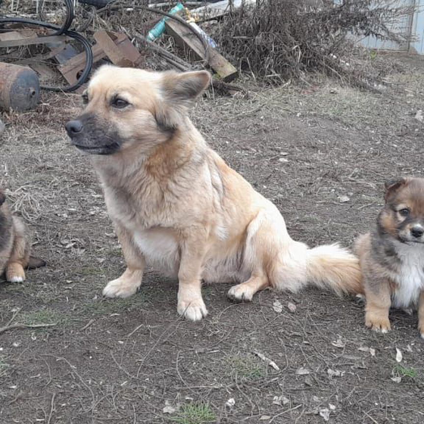 Щенок в добрые руки бесплатно