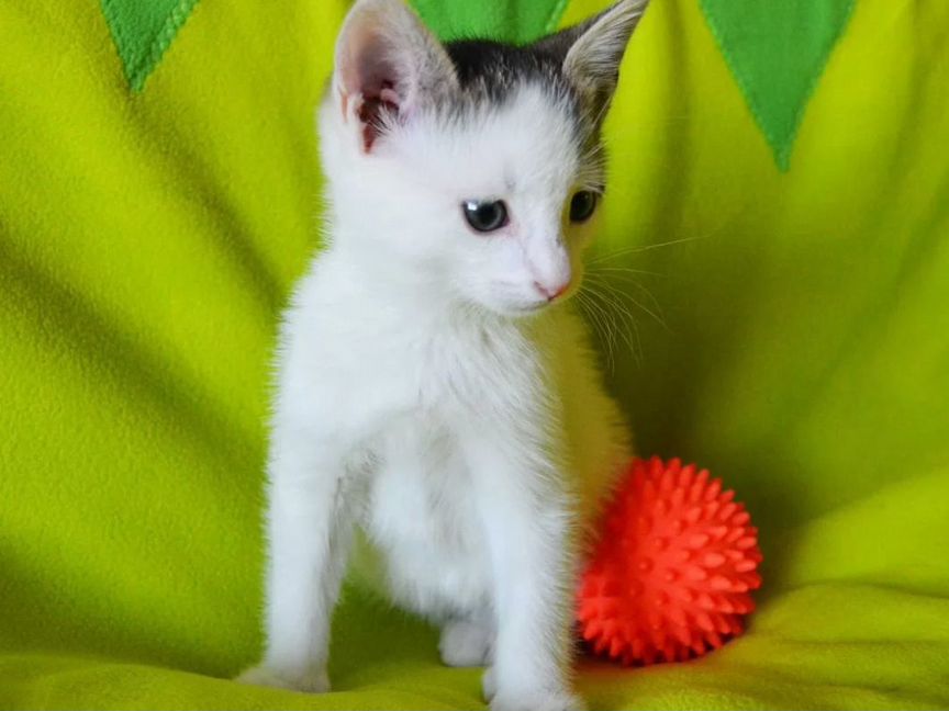 Котёнок Неженка 1,5 месяца