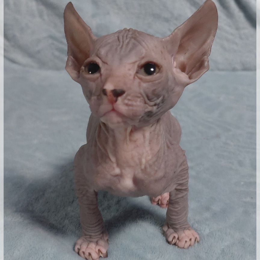 Донской сфинкс котёнок