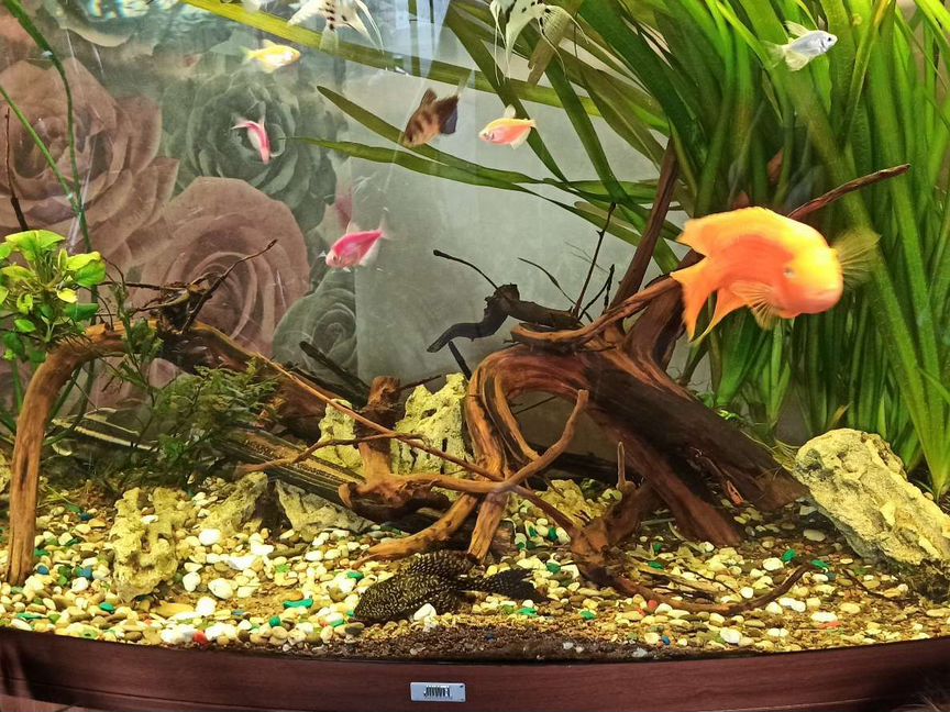 Аквариум с тумбой juwel