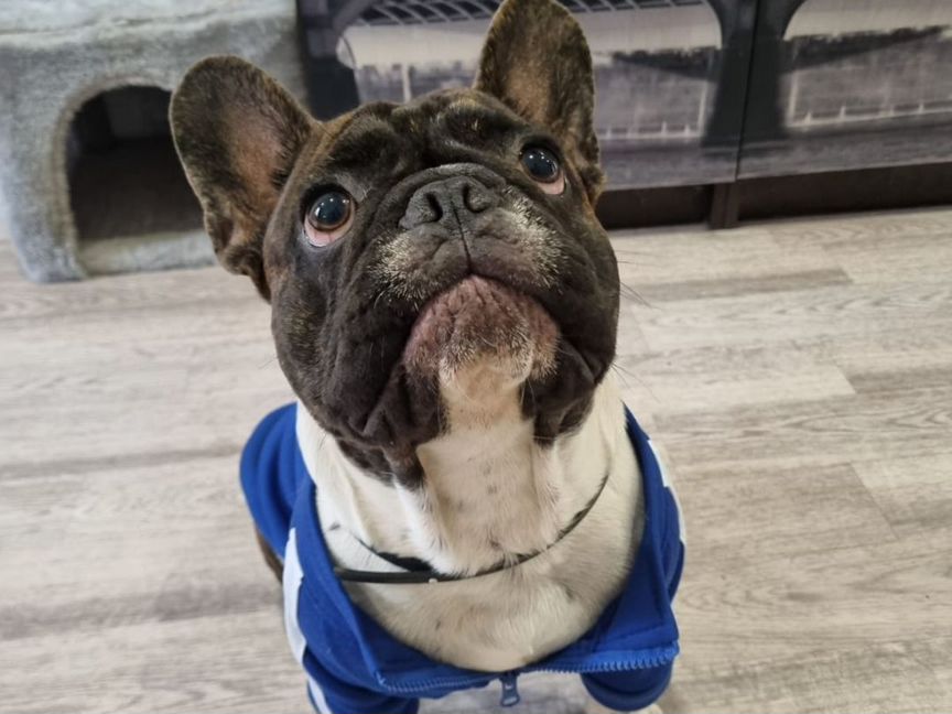 Французский бульдог