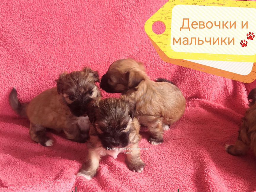 Болонка +йорк