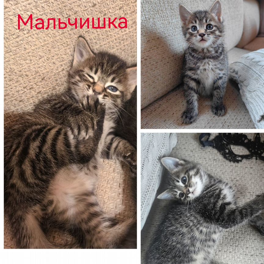 Счастливые котята